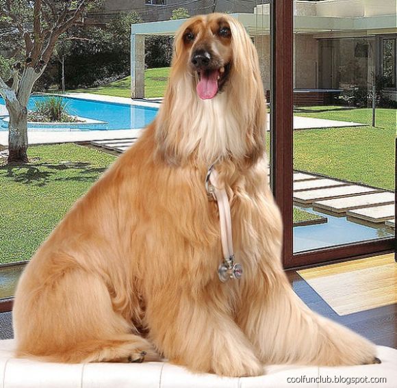 CoolFunClub: Top 20 Most Famous Dog Breeds