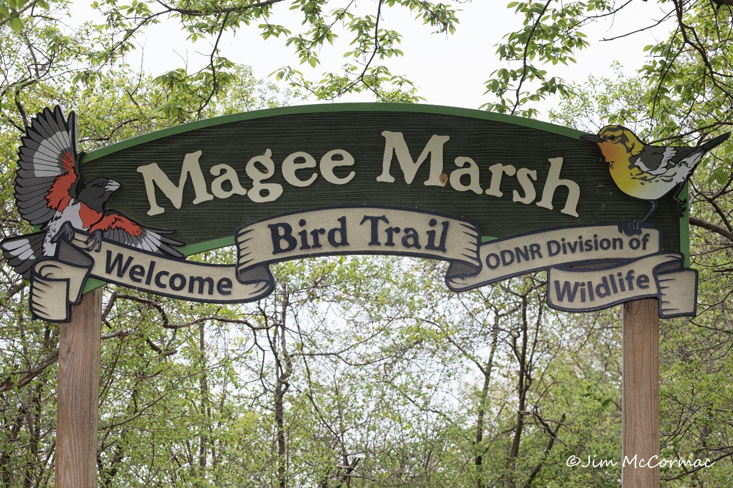 Ohio Birds and Biodiversity: Cape May Warblers, and the Friends of ...