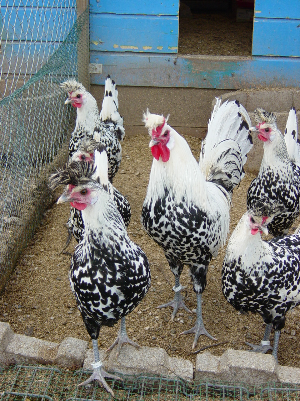 Breed Savers: Appenzeller Spitzhauben