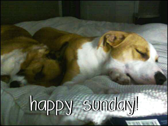 the dog mom: happy sunday!