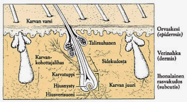 Hiustenhoidontaikaa: Hiukset