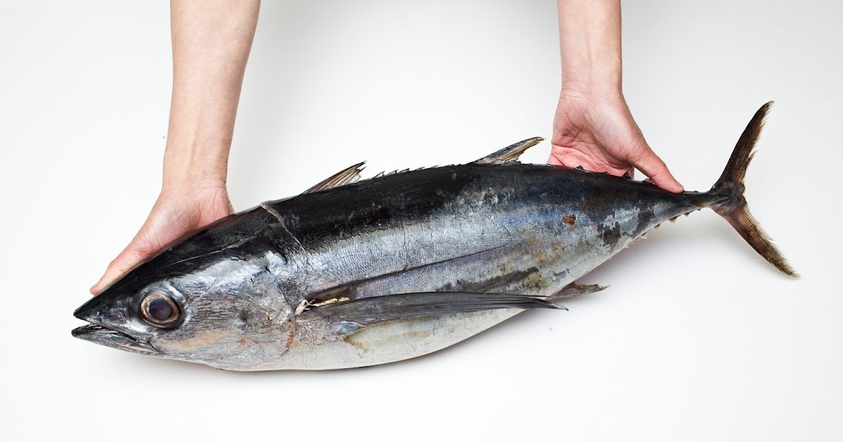 How is Tuna Fish in Pouch Different from Canned Tuna? - Frozen Tuna ...