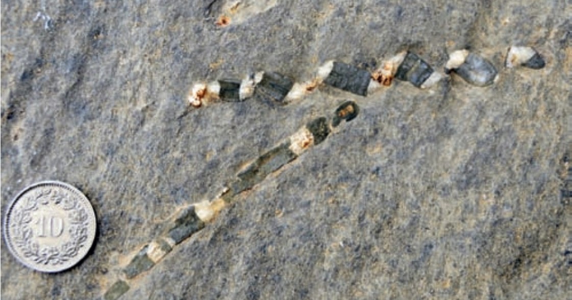 Learning Geology Why Perform Strain Analysis Learning Geology Why Perform Strain Analysis