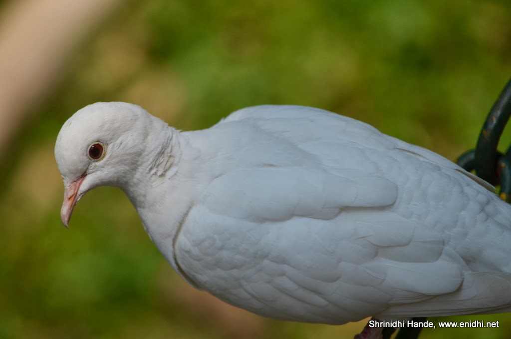 Birds at Karanji Kere, Mysore- Second visit - eNidhi India Travel Blog