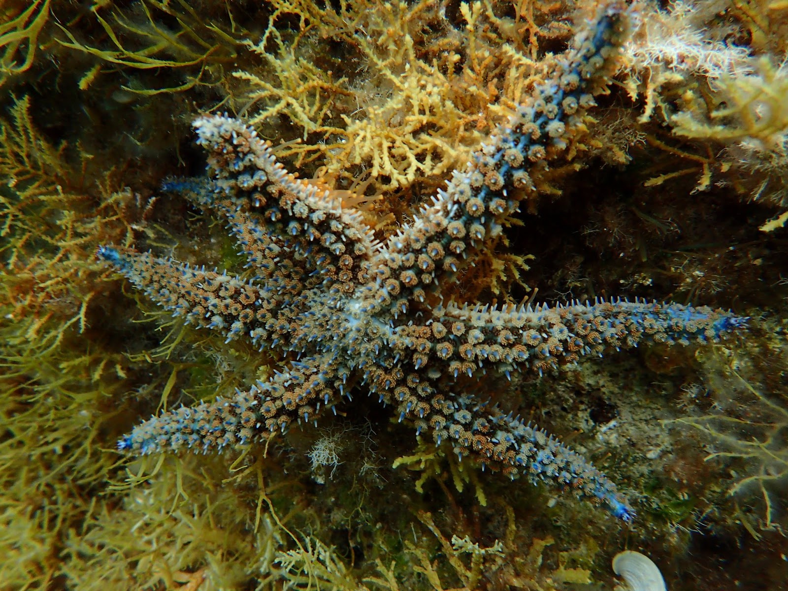 Biodiversity of Cyprus by NGO Protection of the Natural Heritage and ...