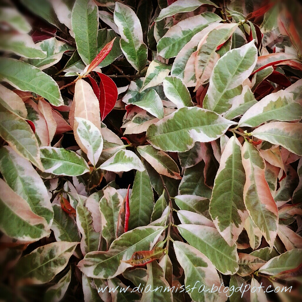 KEBUN BUNGA: SAMBANG DARAH VARIEGATA