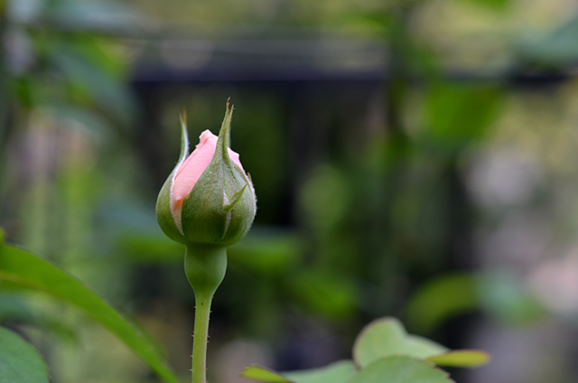 Heart of Gold: Petal by Petal:: The Progression of an English Garden ...