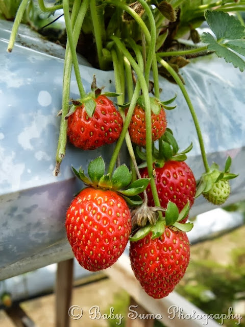 Baby Sumo Photography: Strawberry Farm, Gohtong Jaya, Malaysia