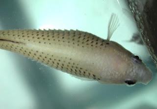 Betta Fish Disease: Dropsy ~ Nice Betta