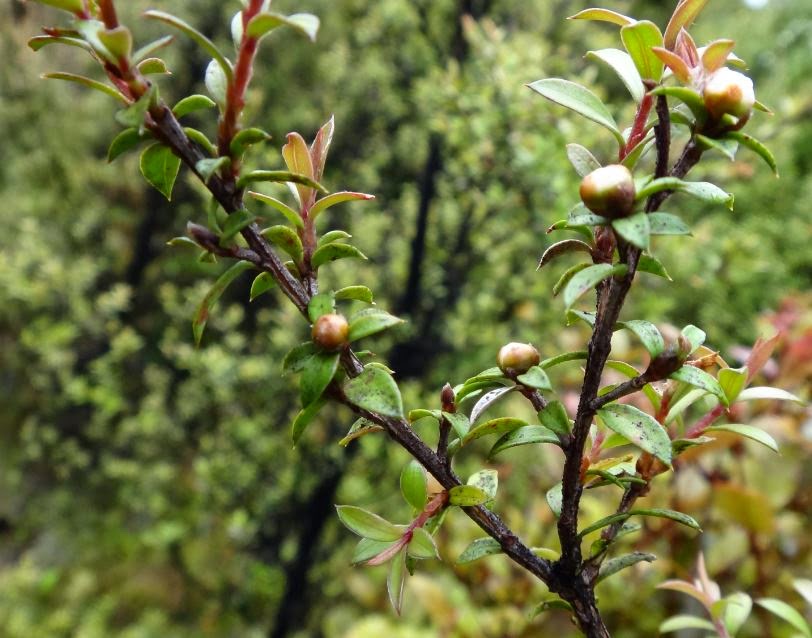 Backroader: A closer look at manuka flowers