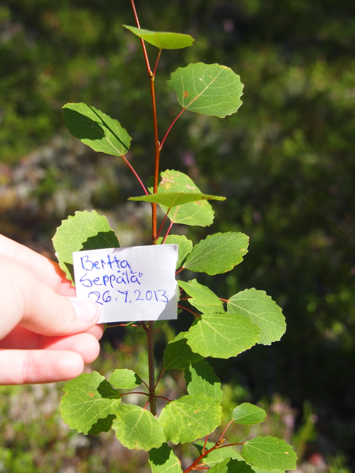 Bertta 9E kasvio: Haapa, Lehmus, Lehtokuusama, Rauduskoivu, Tammi, Vaahtera
