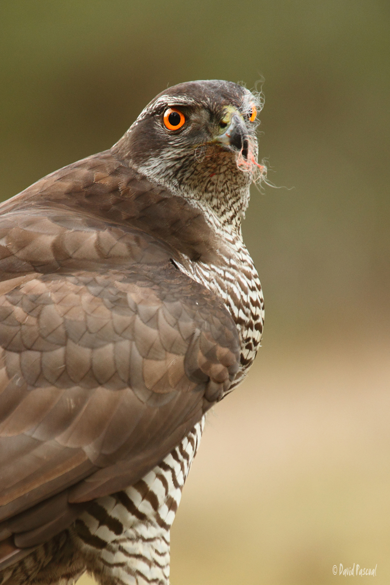 David Pascual: Azor (Accipiter gentilis)