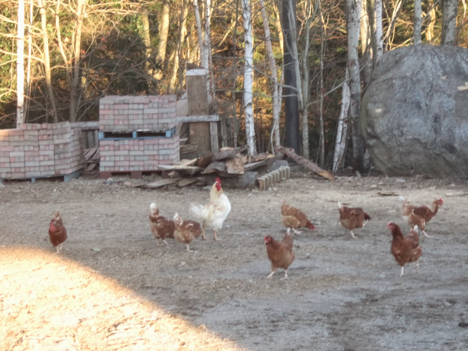 Manger bio : mode d'emploi: Visite de la ferme biologique Morgan à St ...