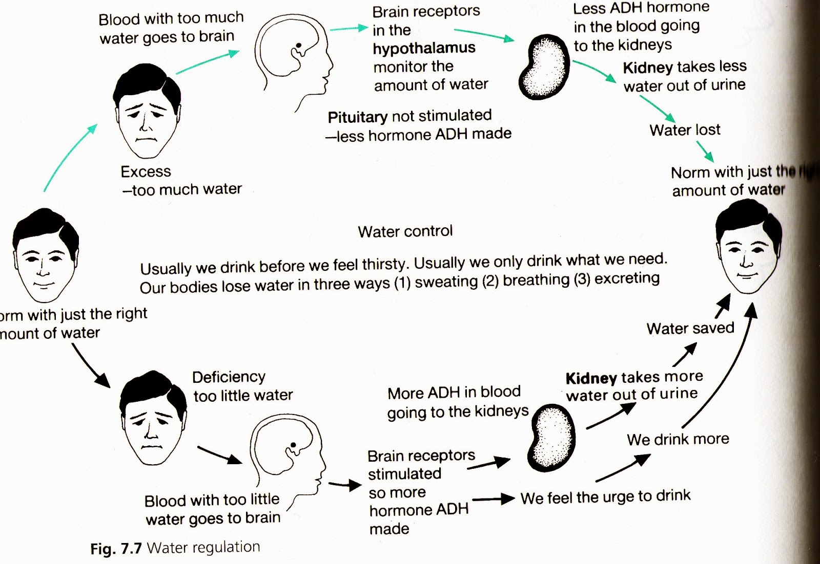 Human body flow diagram mania: ADH negative feedback