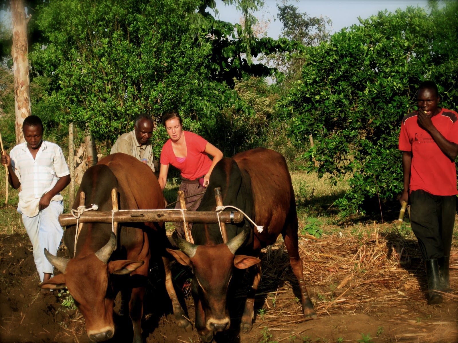 Uganda Farms