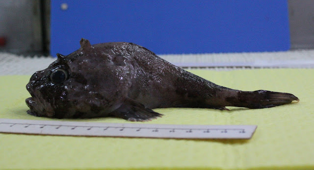 Campaña Platuxa - 3NO Survey: Iceland's National Day - Til hamingju ...