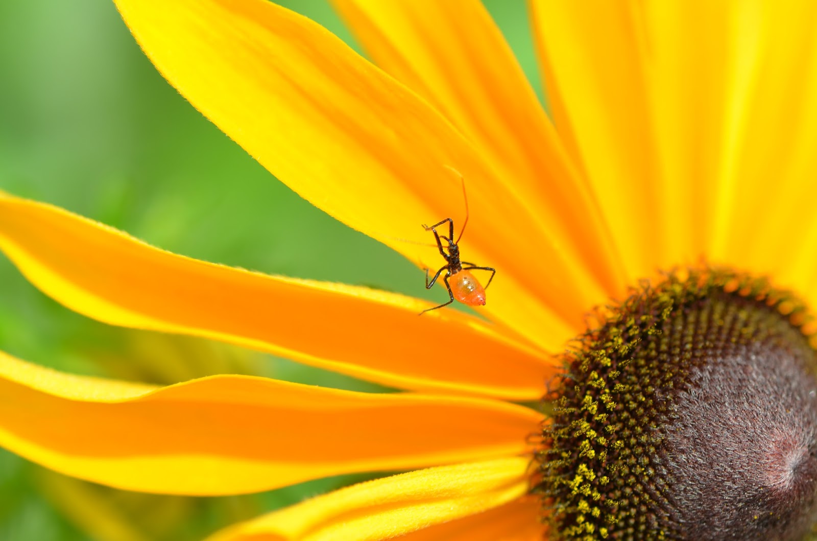 Urban Wildlife Guide: A Baby Wheel Bug