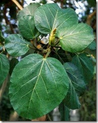 Reforestation and the Medicinal Uses of Trees -Liliana Usvat Research ...