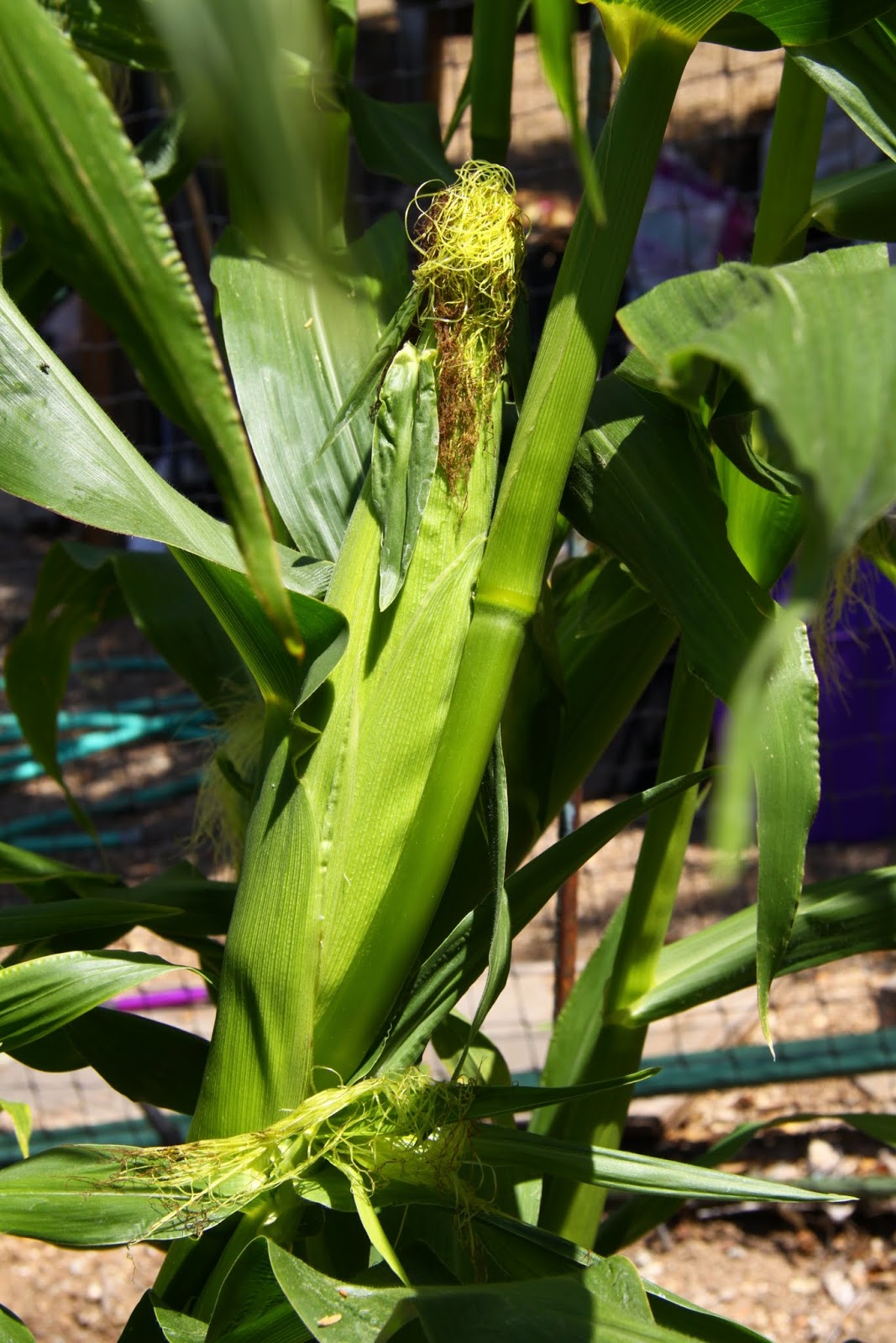 From Seed To Table: Crazy Corn