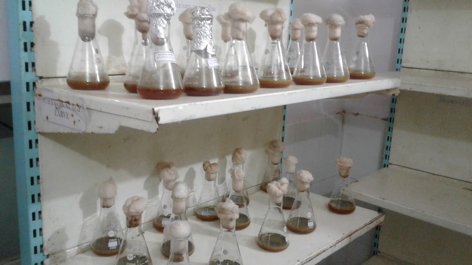 PRODUCTION OF TRICHODERMA CULTURE