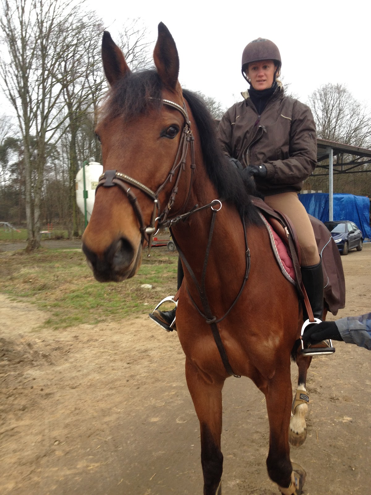 Mon carnet de bord équestre...: Longe et cinéma