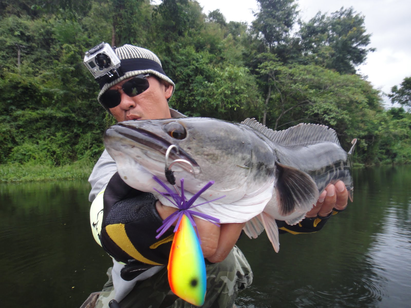 Thailand Giant Snakehead (Toman) And Wild Fishing.: Wild Fishing ...