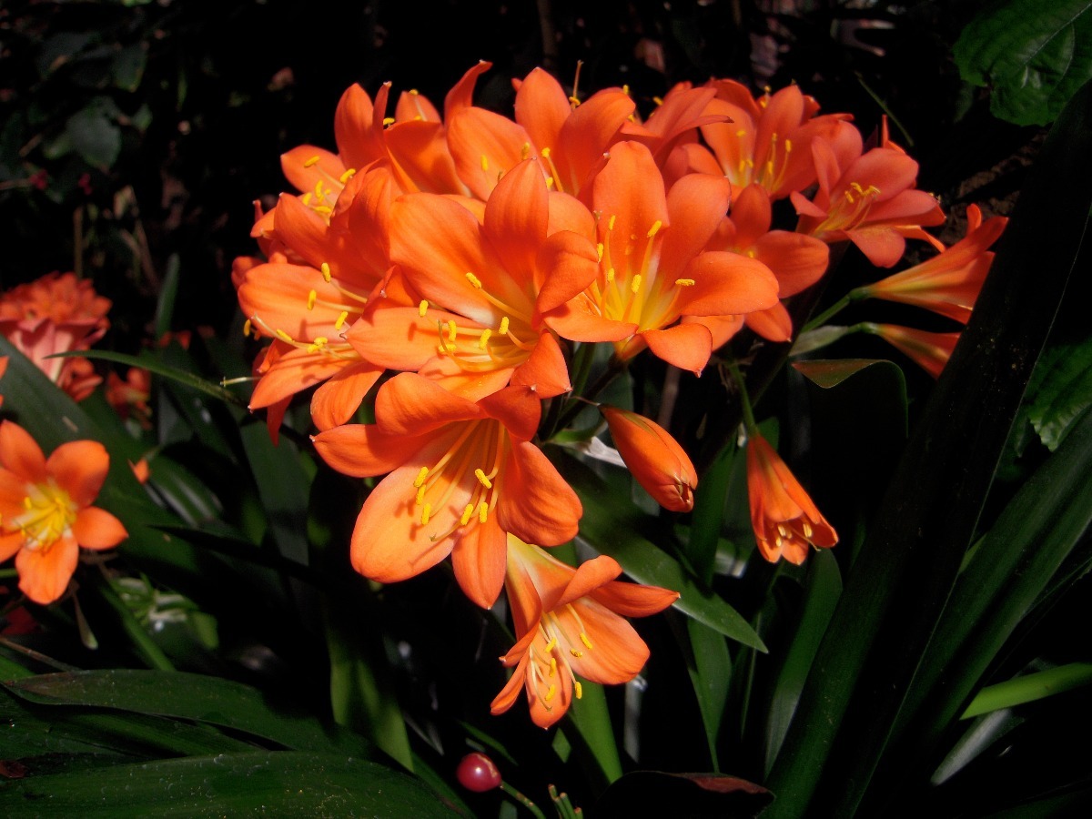 Clivia miniata «clivia» - Id Plantae