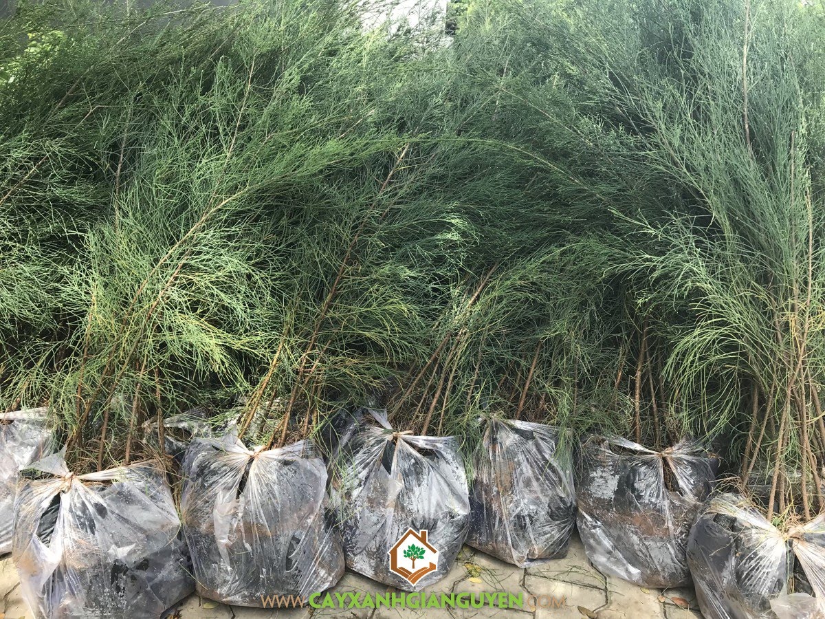 Tư Vấn ~ Cây Phi Lao