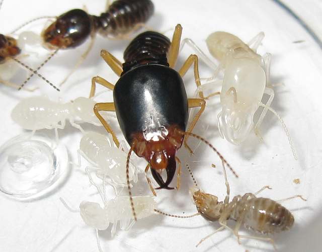 Photos and Info on Ants and Termites of Malaysia: Macrotermes Carbonarius