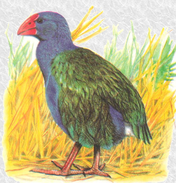 Zoológico Virtual do Koba: Takahe