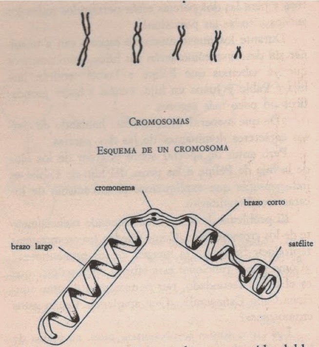 Vampiro Erudito: Cromosoma