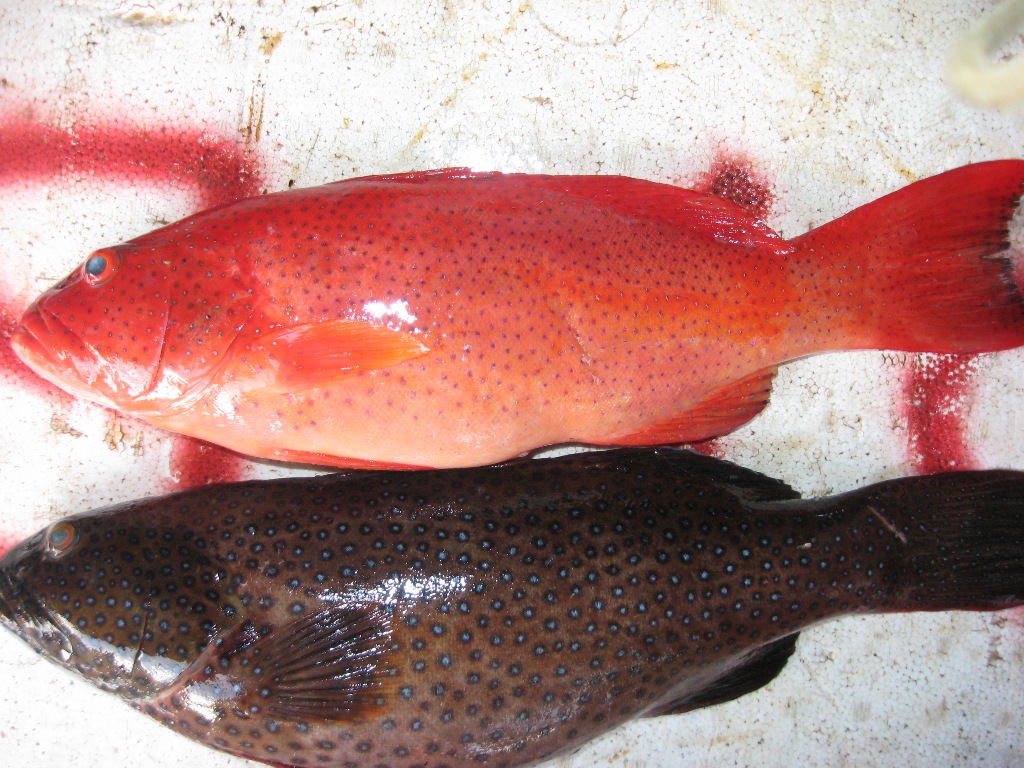 Fish Fresh: SUNU HITAM DAN SUNU MERAH