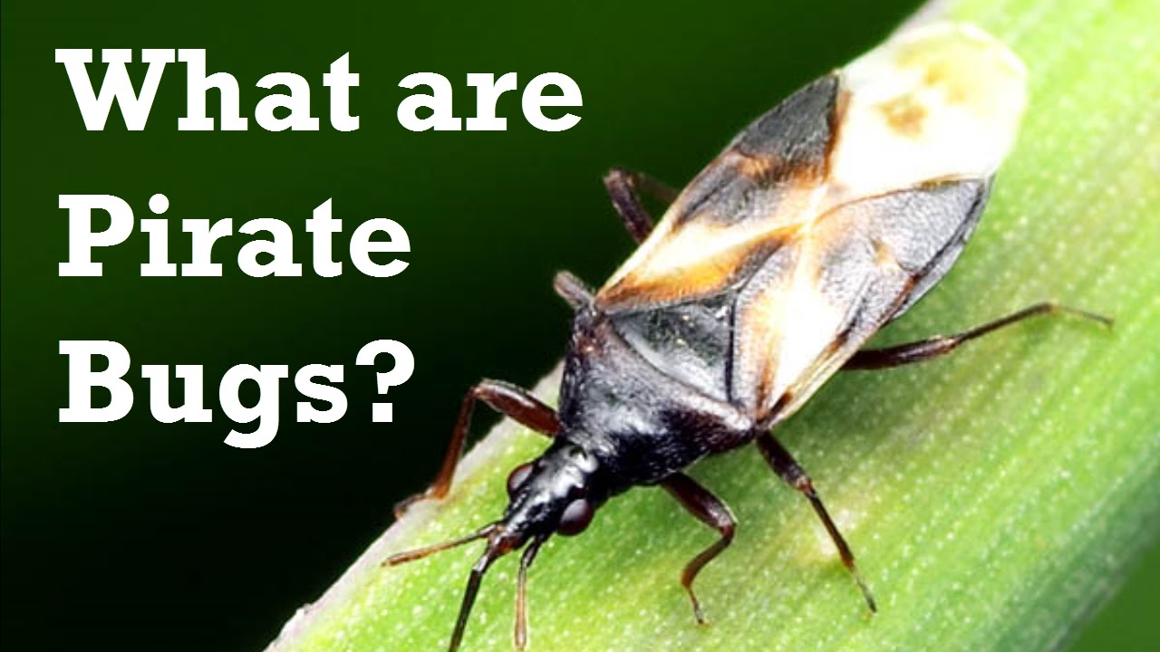 Ichabod, The Glory Has Departed: Misleading Theories Lead People Astray ...