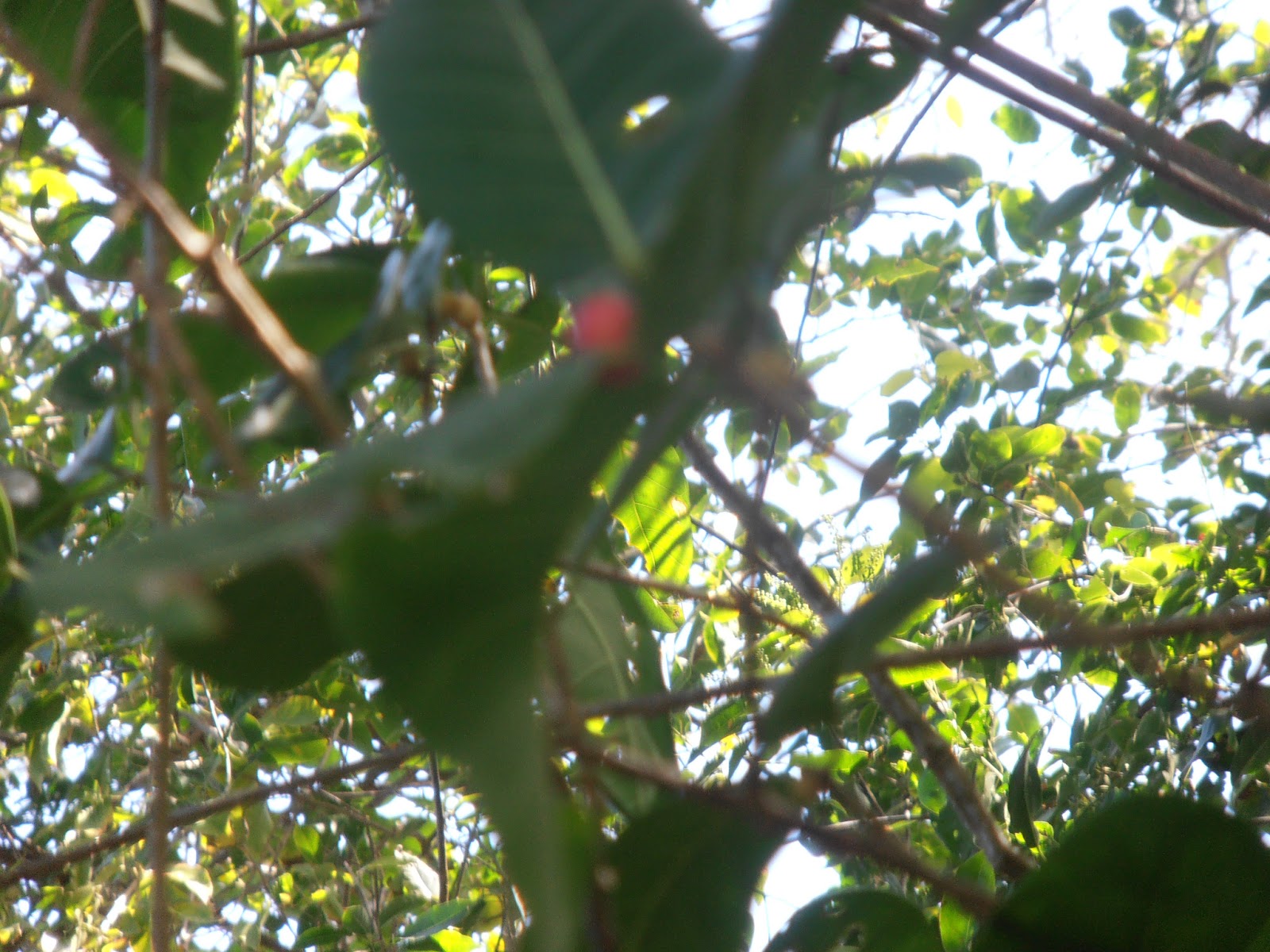 Flora de Puerto Rico Ilustrada Papo Vives: MORACEAE FICUS STHALII ...
