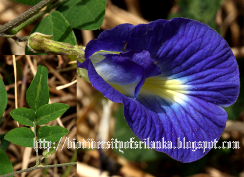 Biodiversity of Sri Lanka: නිල් කටරොළු/Nil Katarolu/Blue butterfly pea ...
