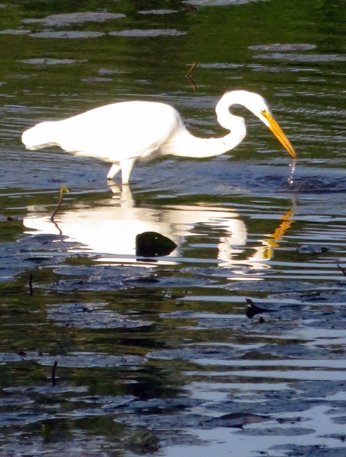 The Marmelade Gypsy: Harry and Ellie