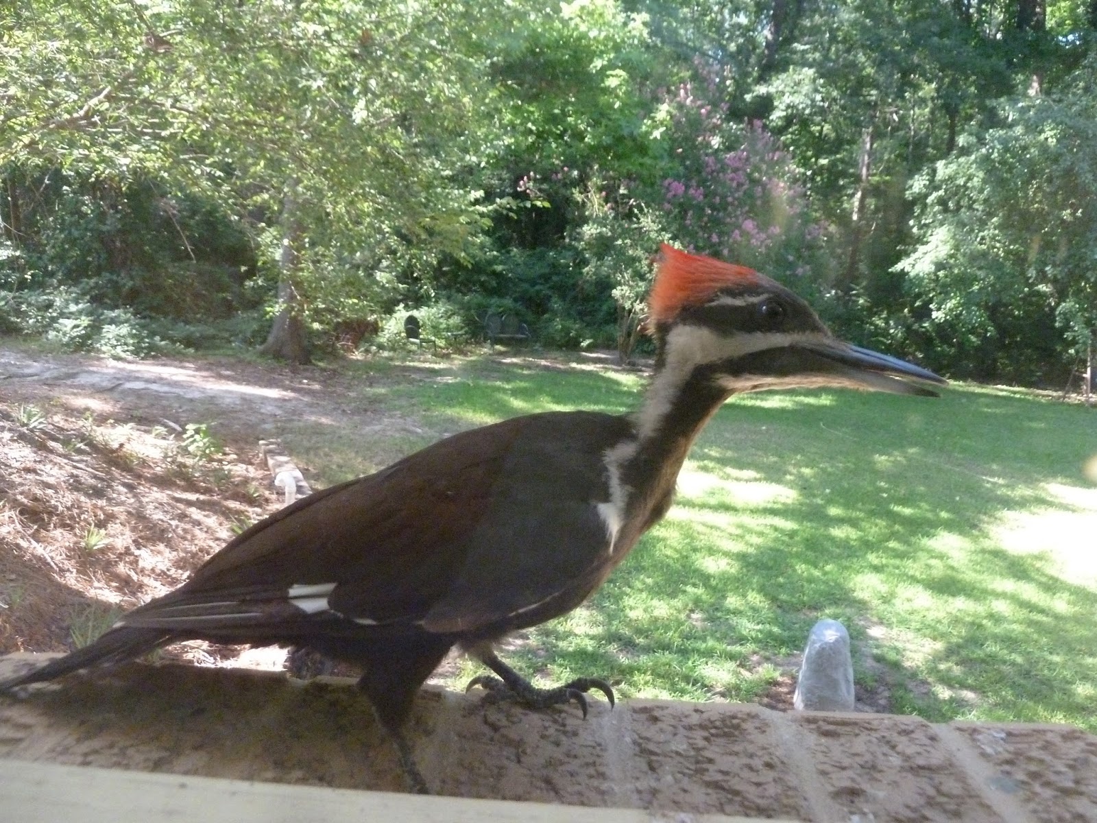 The Wackadoodle: This Bird admiring his reflection and his awesome ...