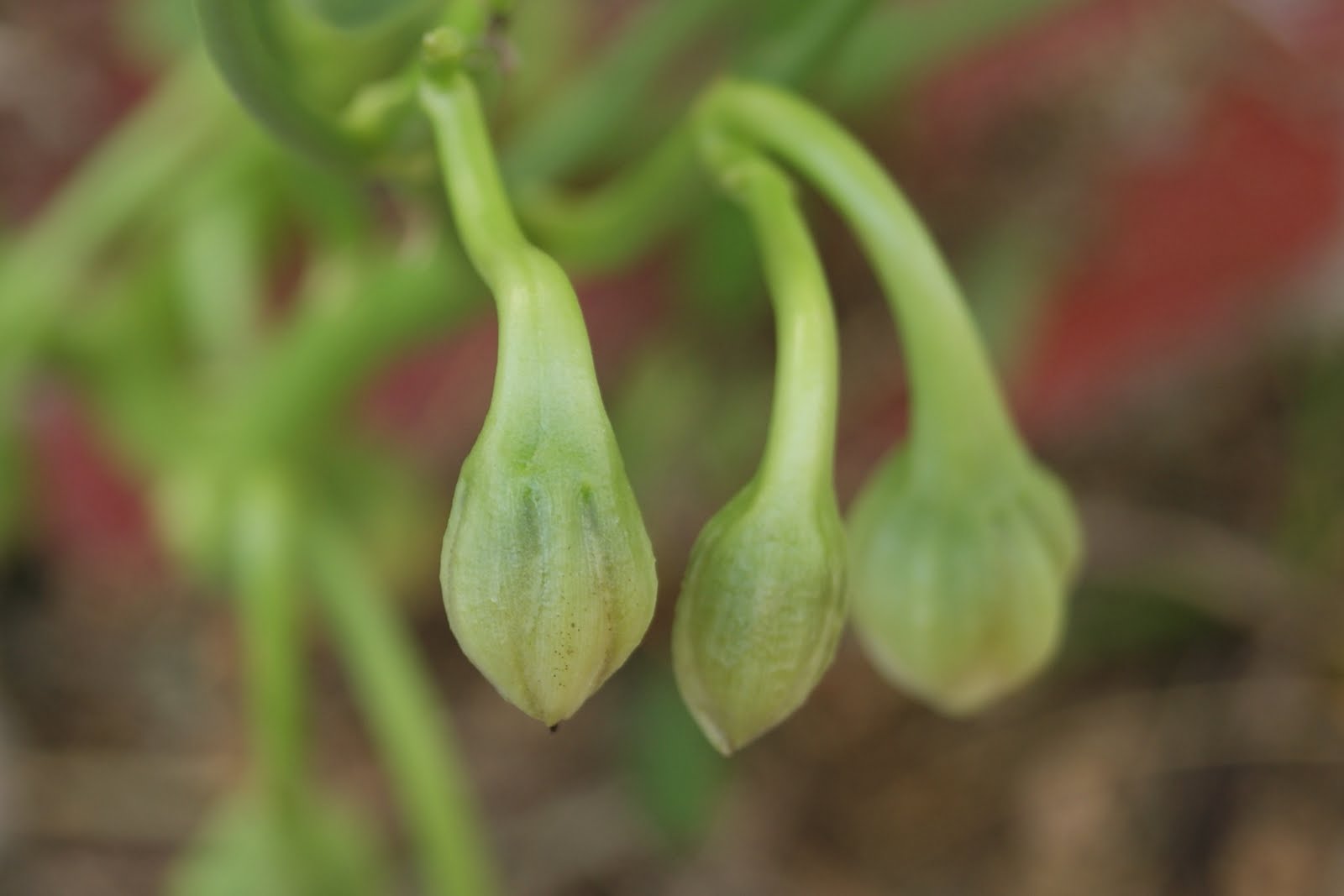 My little vegetable garden: Kangkong white flowers and eventual seeds