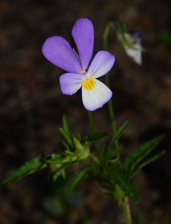Hellenic Nature: Viola tricolor ssp macedonica