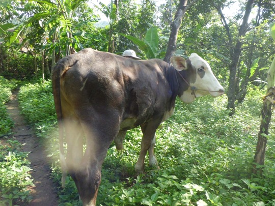 Jual Sapi Simental Murah ~ Jual Sapi Bakalan dan Kurban Harga Murah