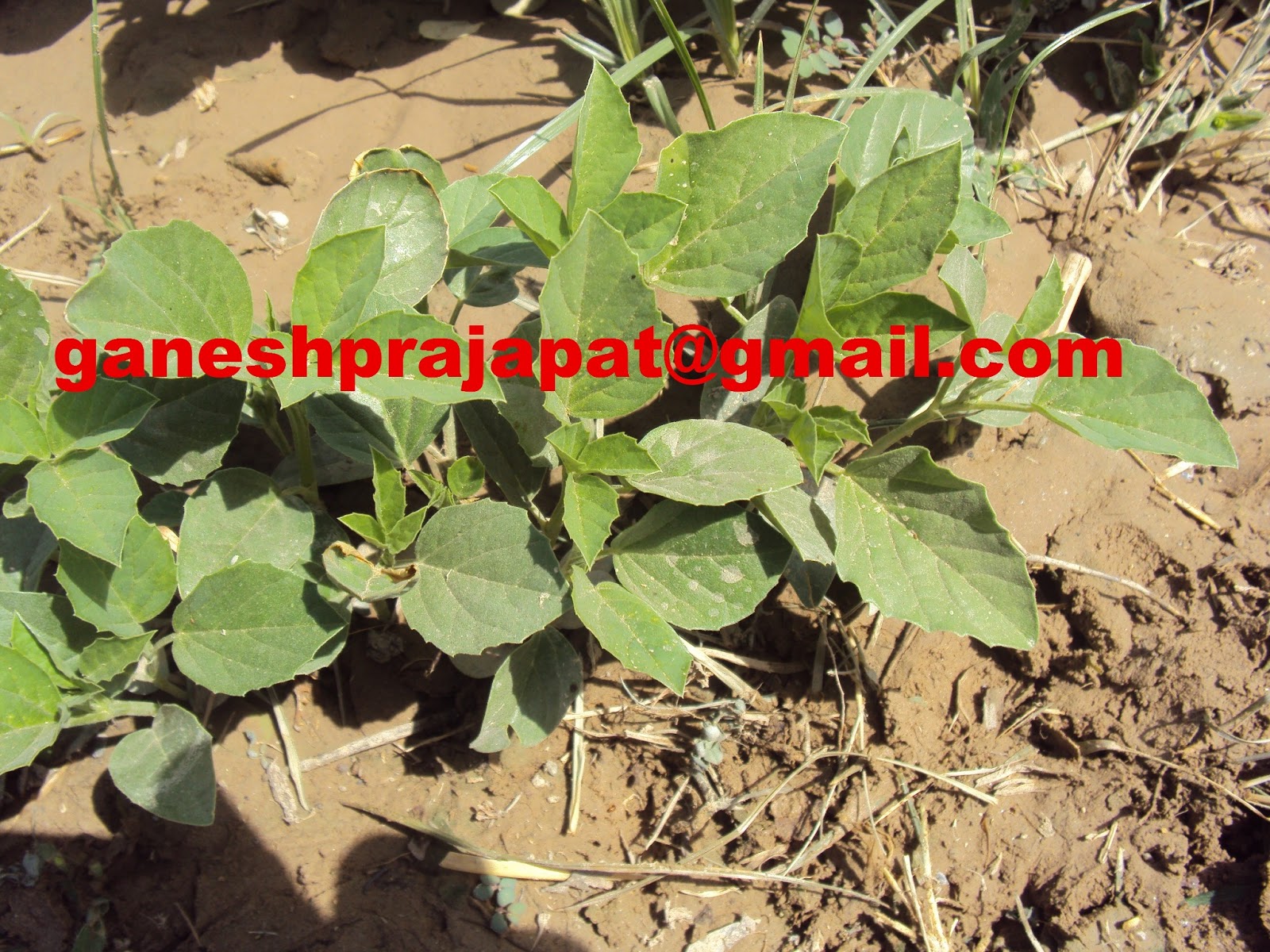 GUAR GUM INFORMATION AND GUAR GUM CULTIVATION IN INDIA: GUAR PHOTO GALLERY