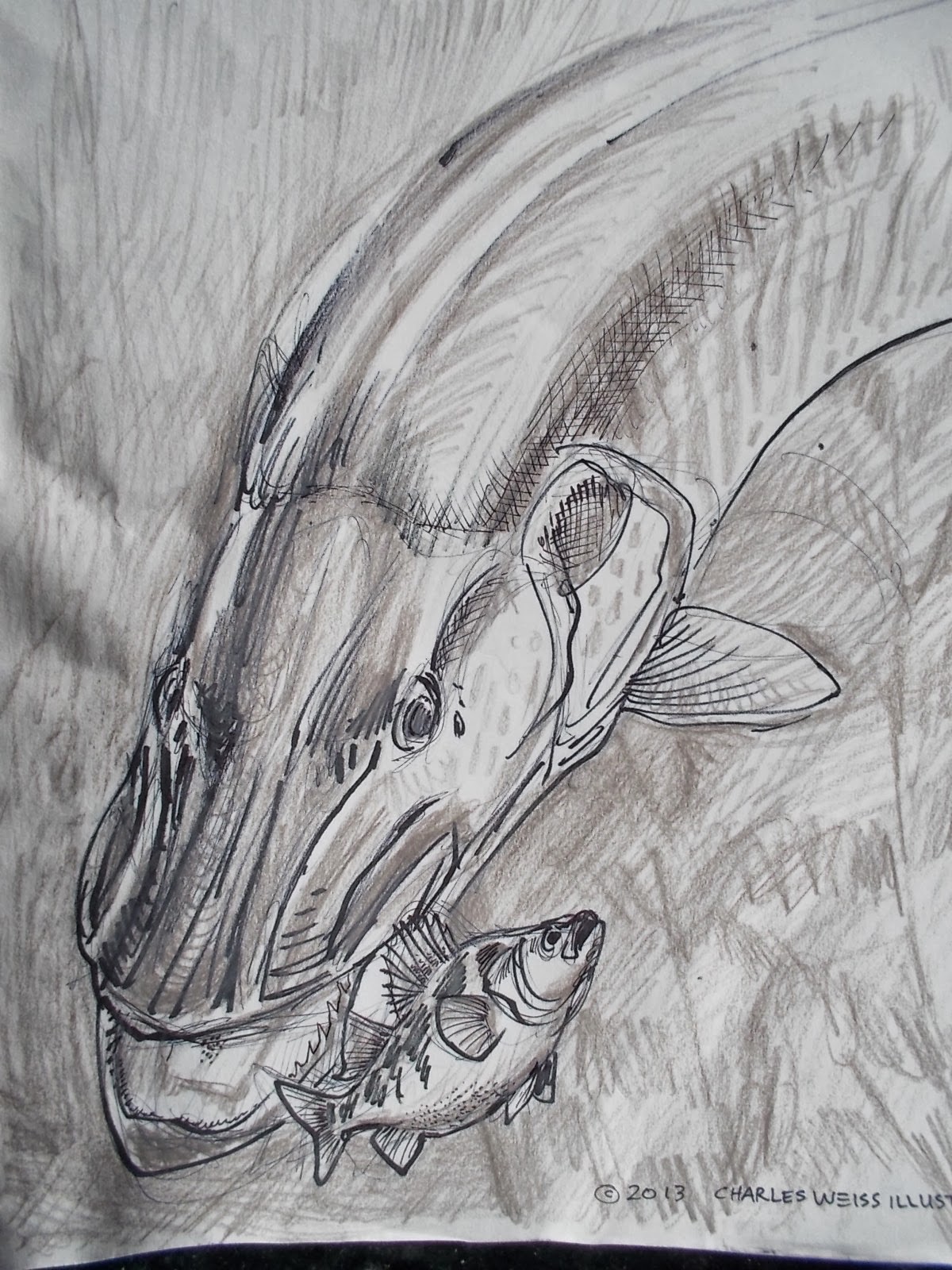 Muskie Drawings