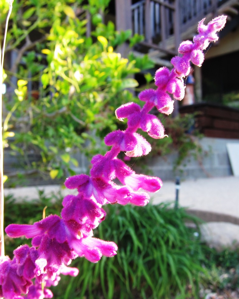 Doves Today: Colors of the season