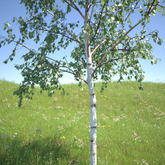 Kako Liječiti: Breza je drvo koje liječi