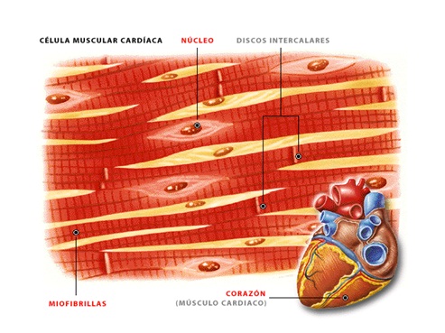 FISIOLOGIA: FIBRAS MUSCULARES CARDIACAS
