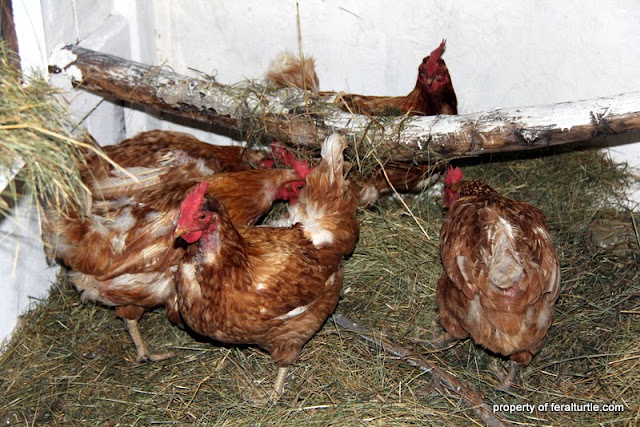The Feral Turtle: KFC Chicken Spa-Hotel