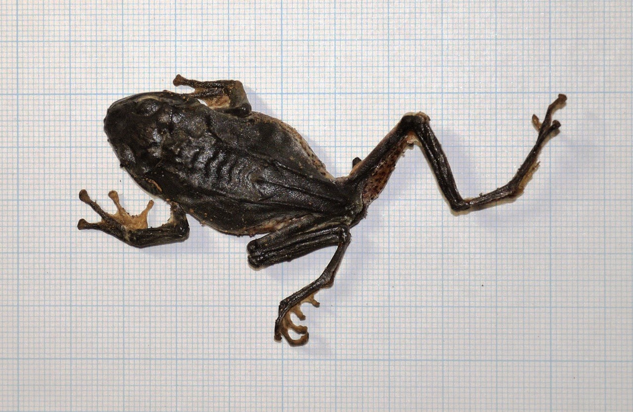 故有事: もらったモリアオガエルのミイラ The mummy frog that was gotten.