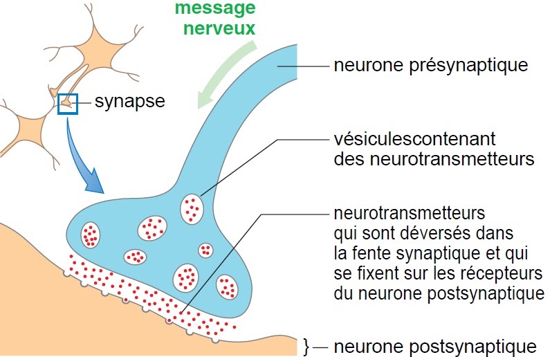 T.P.E. Stimuli Visuel: Le neurone et la transmission synaptique