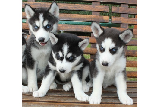 alla ricerca del Siberian Husky: Come riconoscere un Husky Puro
