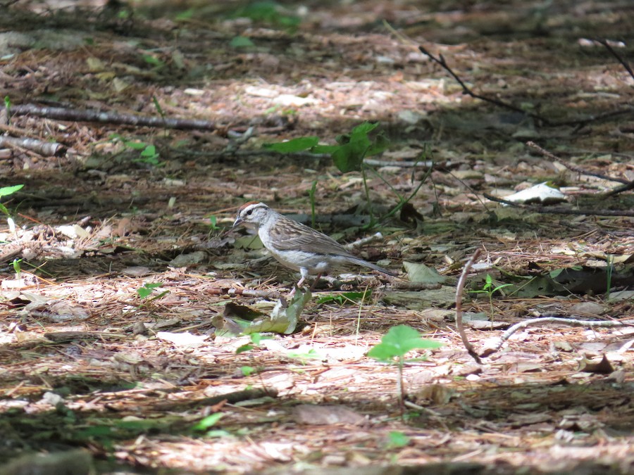 South Shore Bird Club of MA: Haskell Swamp WMA, 2nd July 2017